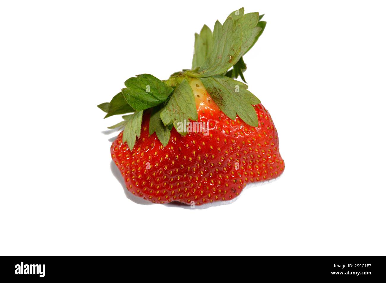 Strawberry fruit, a widely grown hybrid species of the genus Fragaria ...