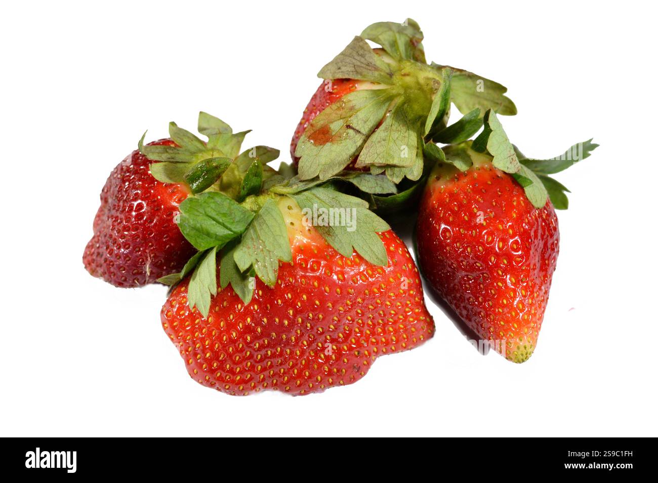 Strawberry fruit, a widely grown hybrid species of the genus Fragaria ...