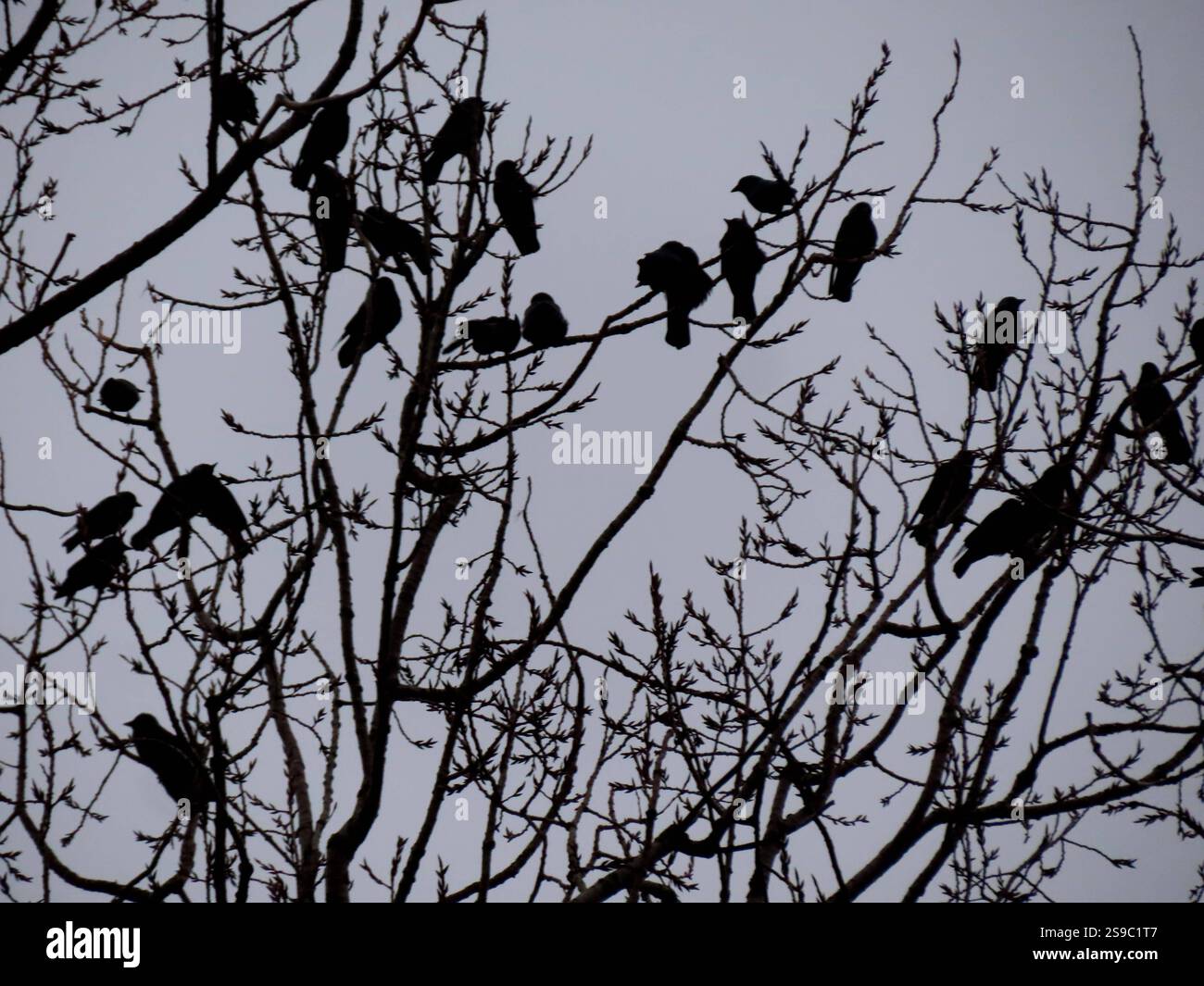...Rabenkraehen versammeln sich zum Abend hin in angestammten ...