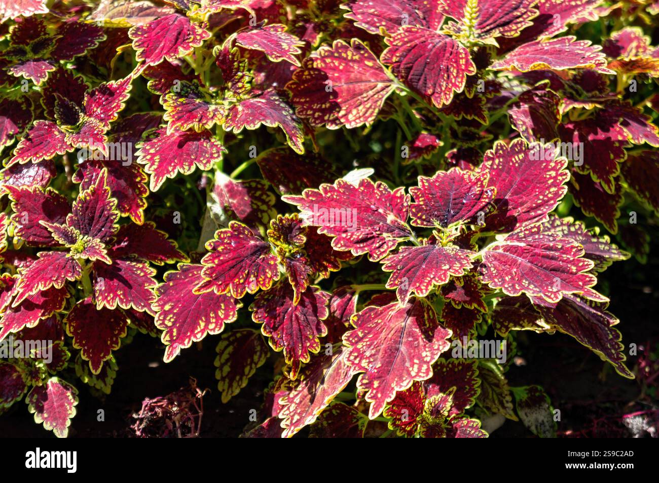 Rich Dark Red Leaves Forming a Stylish Nature Pattern Stock Photo - Alamy