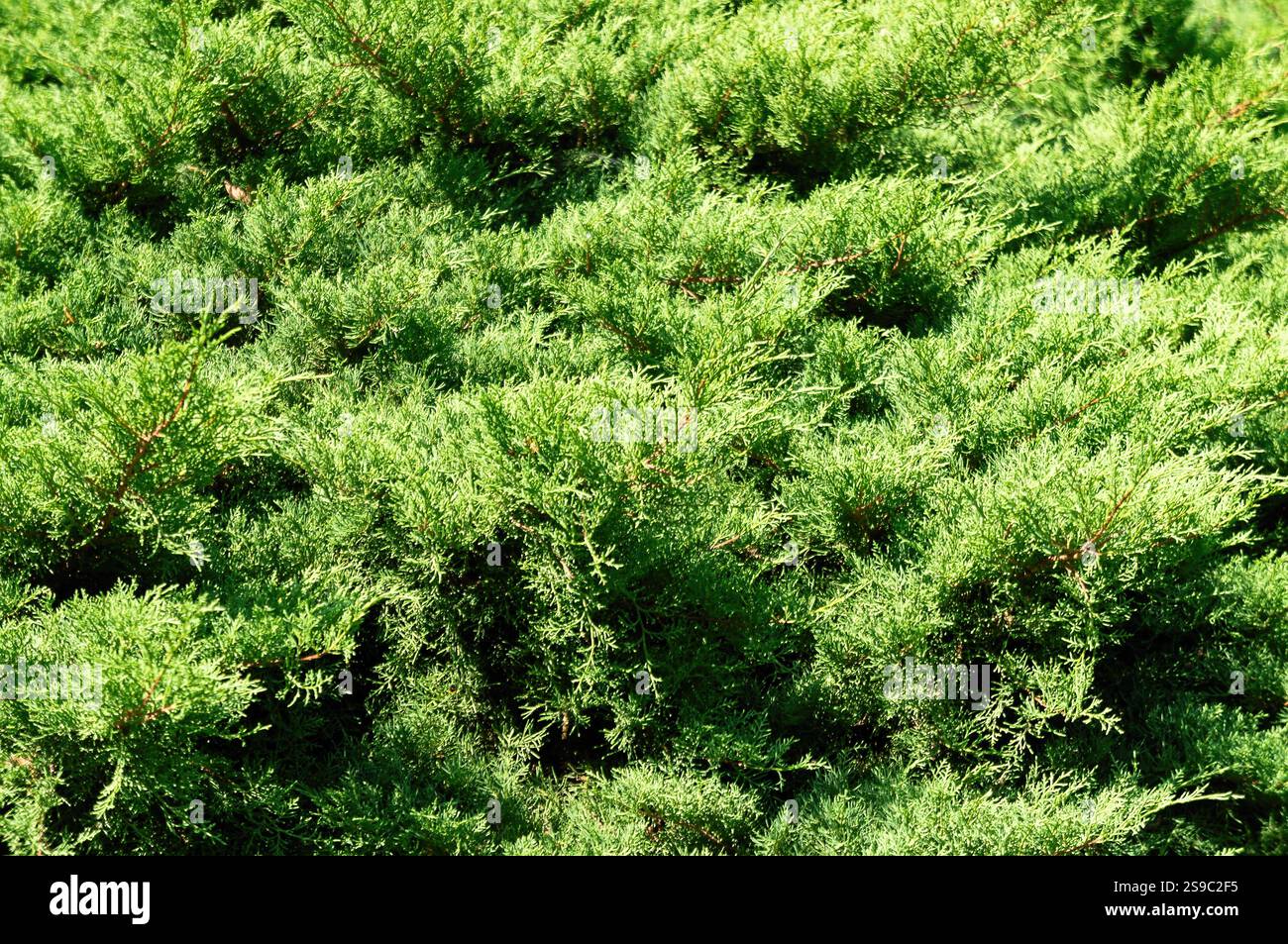Beautiful Cypress Branches Framing a Scenic Outdoor View Stock Photo ...