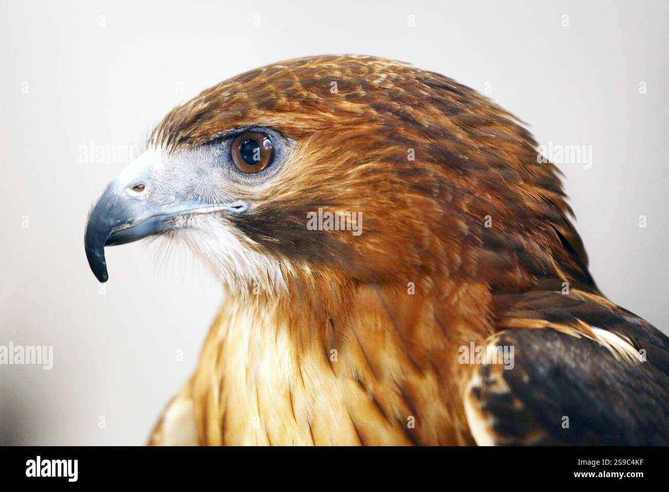 The most common hawk. Portrait of a red-tailed hawk - Buteo jamaicensis ...