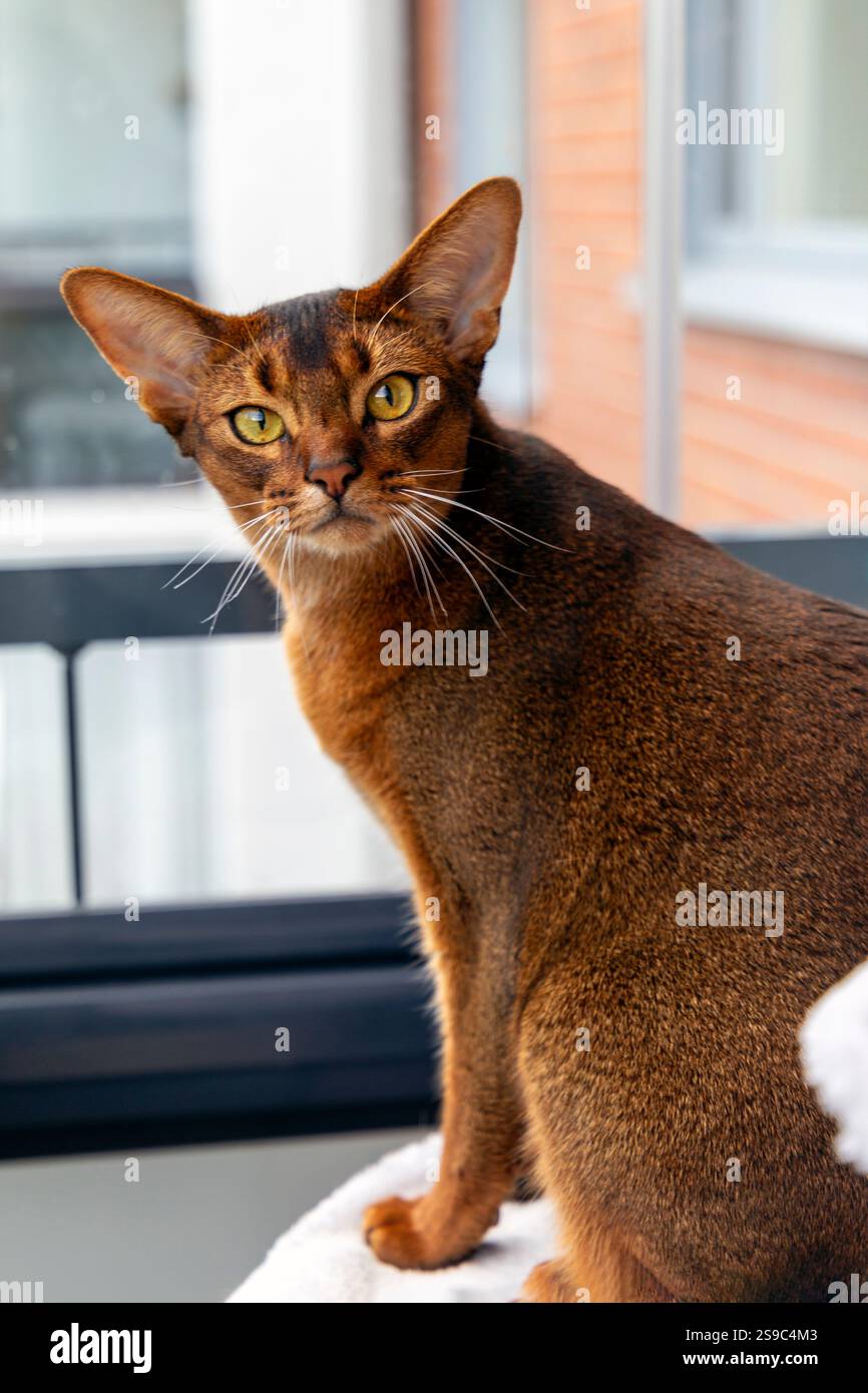 Elegant Abyssinian cat with expressive eyes and alert posture. Exotic ...