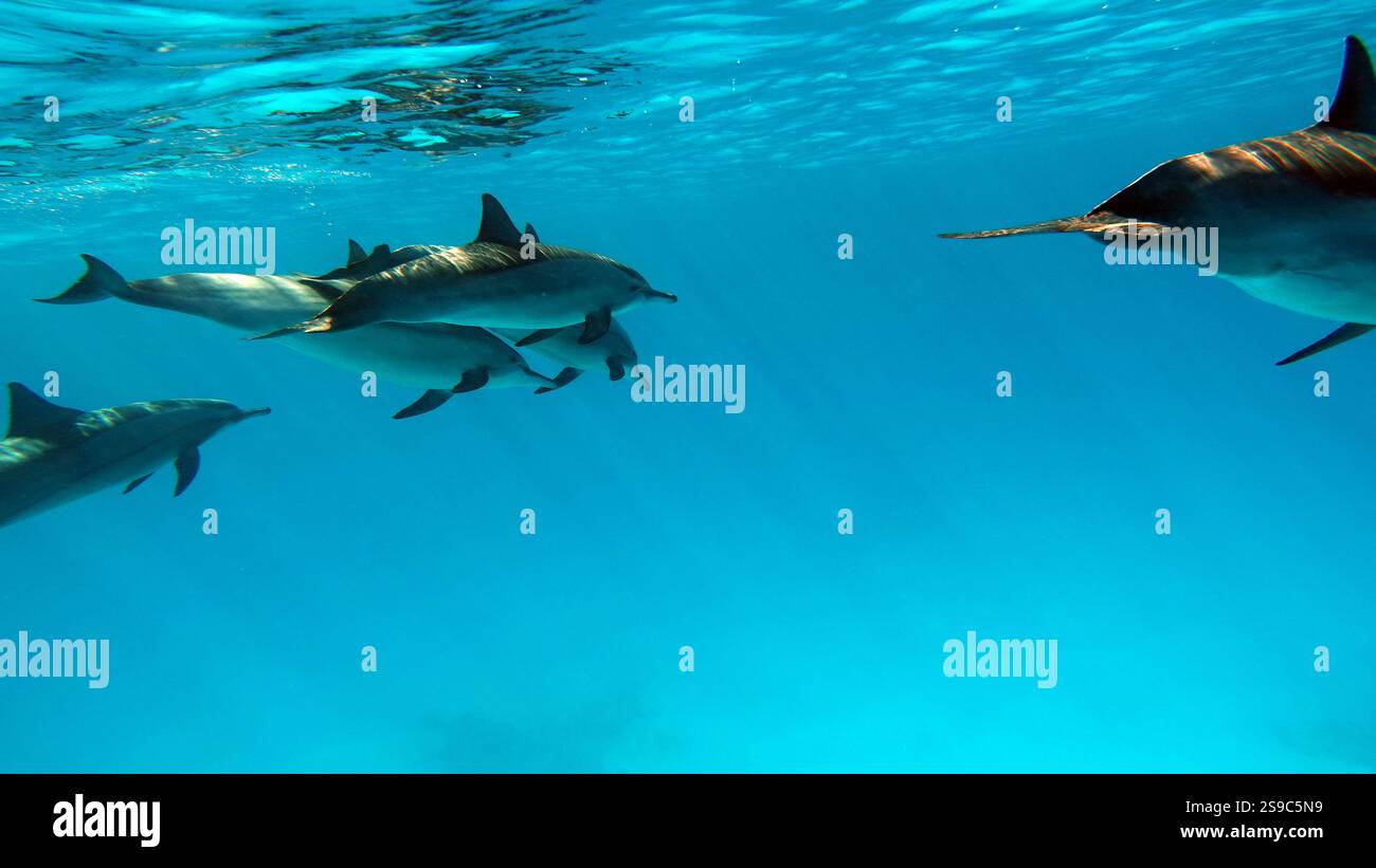 Dolphins. Spinner dolphin. Stenella longirostris is a small dolphin ...