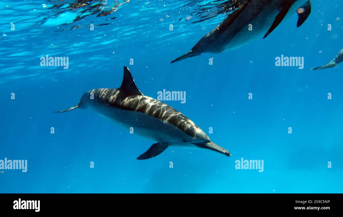 Dolphins. Spinner dolphin. Stenella longirostris is a small dolphin ...