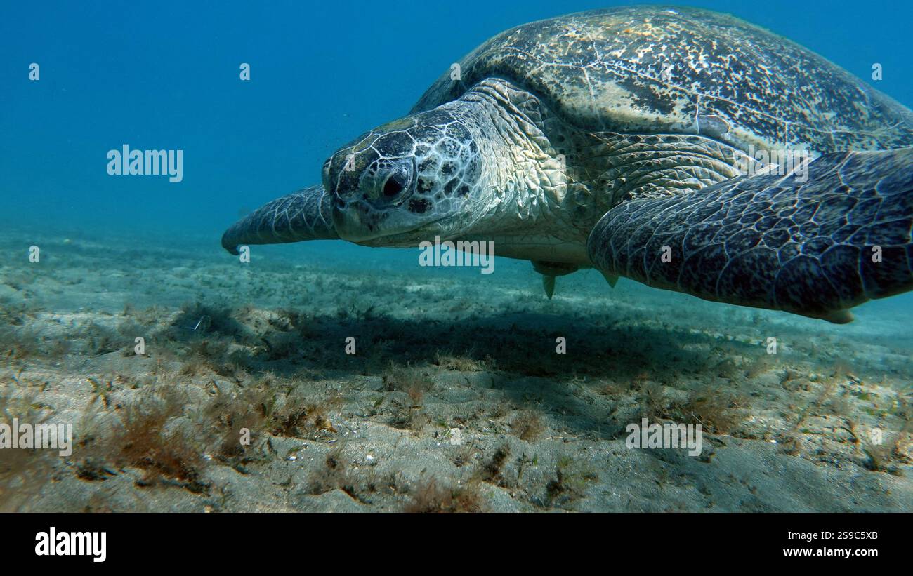 Big Green turtle , Green turtles are the largest of all sea turtles. A ...