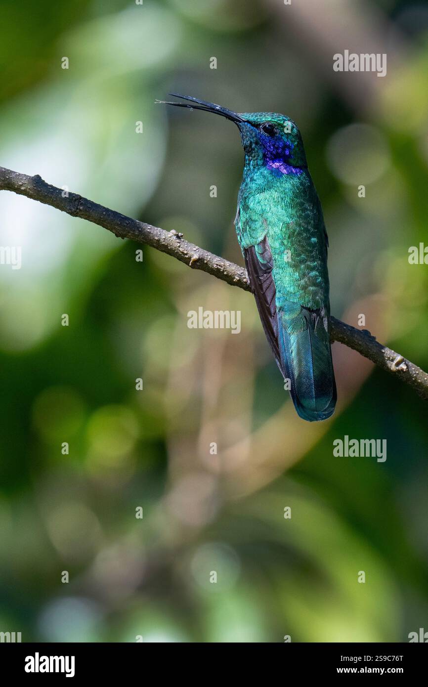 Costa Rica, Talamanca Mountains, Savegre. Lesser violetear aka Green ...