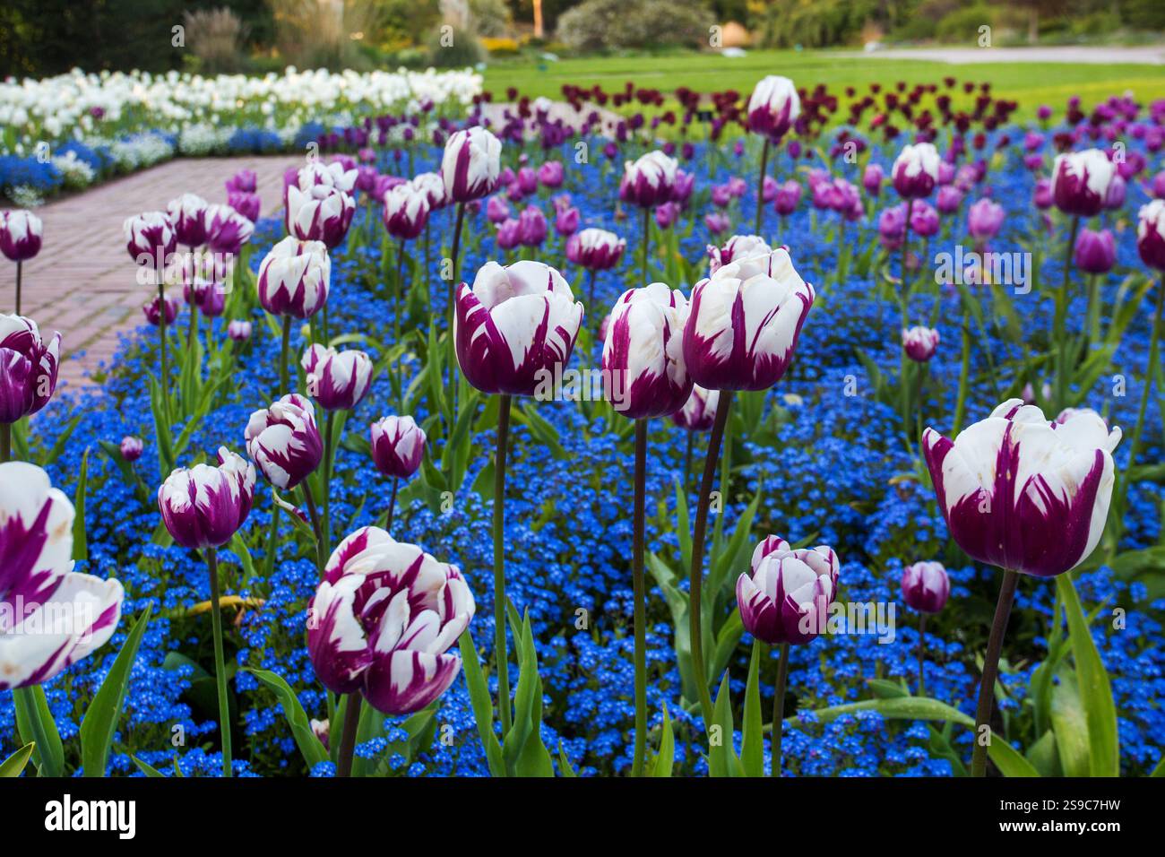 Awe tulip Rare variety of tulips - dark red (almost black tulips) in ...