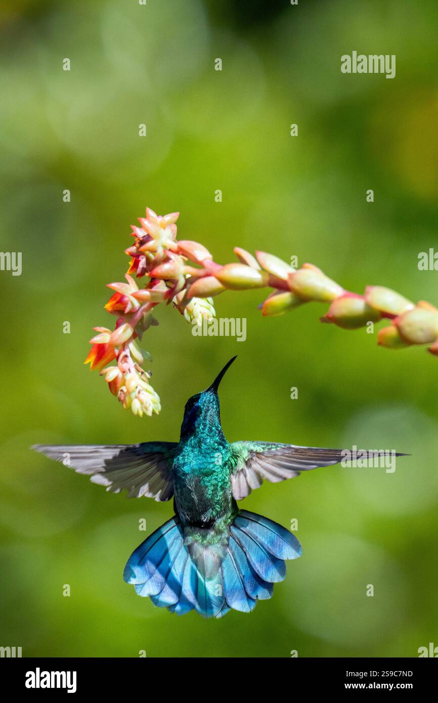 Costa Rica, Talamanca Mountains, Savegre. Lesser violetear aka Green ...