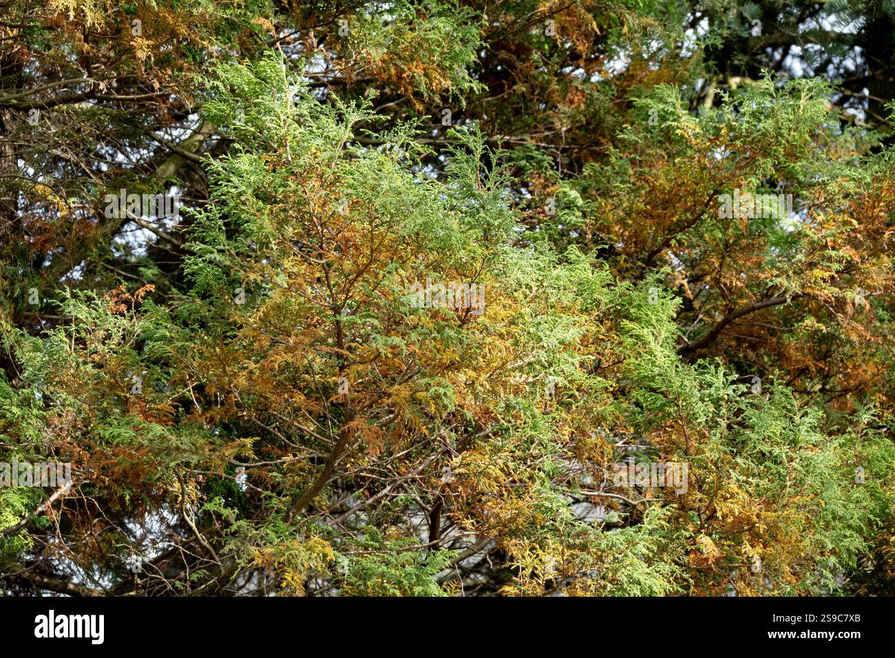 Sawara cypress tree (Chamaecyparis pisifera) with green, yellow and ...