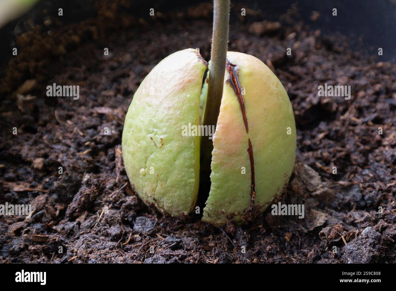 Avocado stone, young fruit tree growing from soil Stock Photo - Alamy