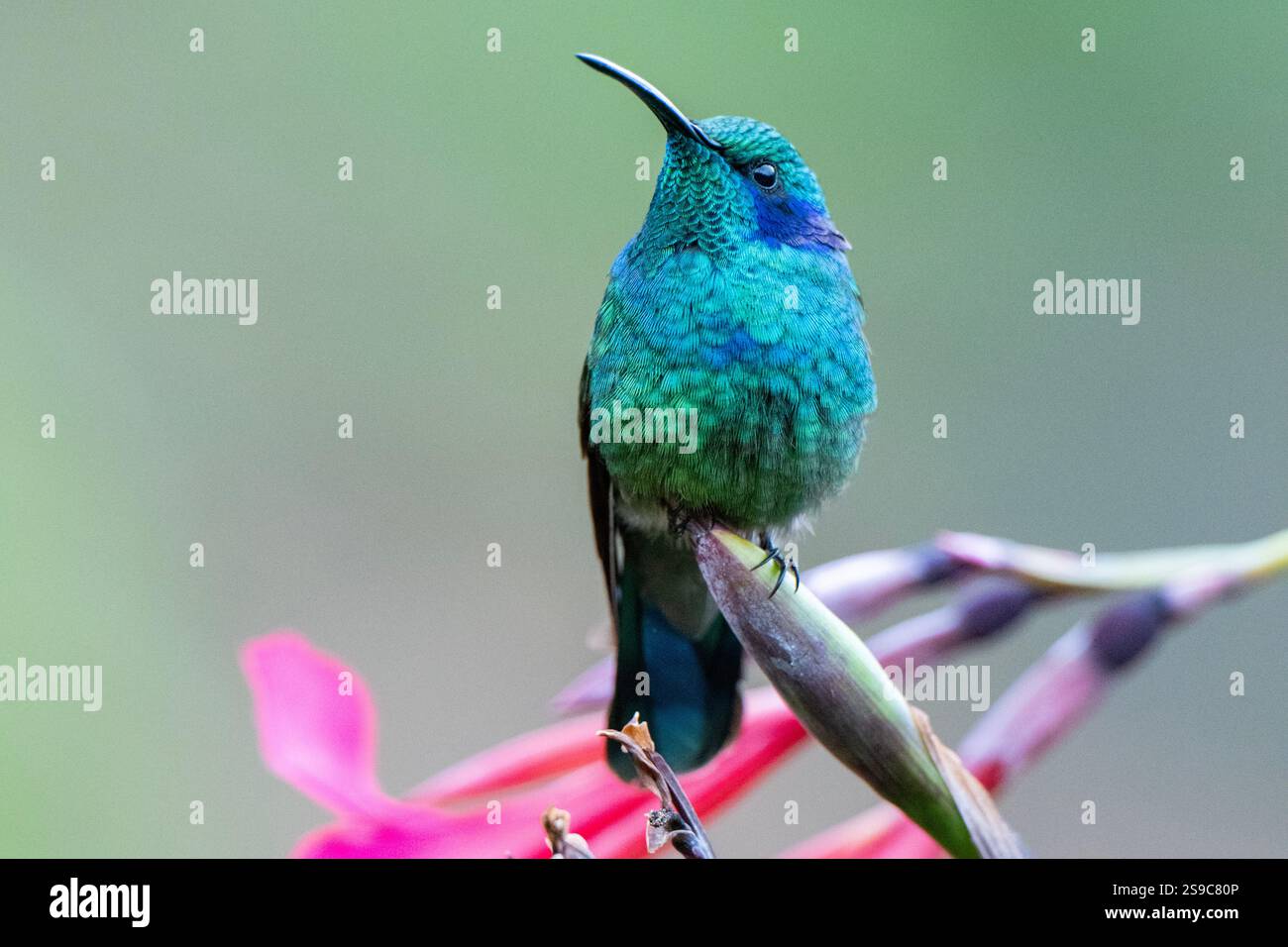 Batsu garden hi-res stock photography and images - Alamy