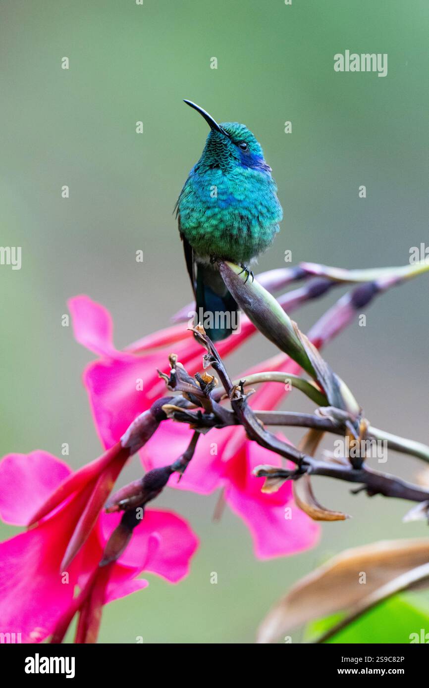Costa Rica, Talamanca Mountains, Savegre, Batsu Garden. Lesser ...