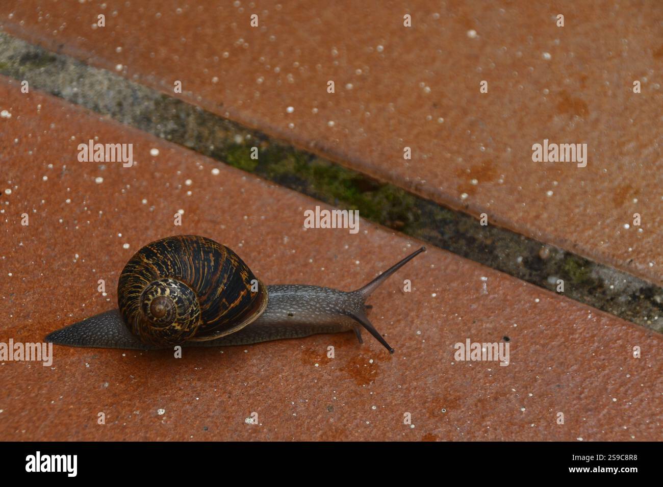 Dark-shelled snail walking on the ground with antennae spread Stock ...