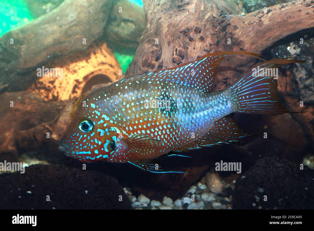 Buntbarsche in der Aquaristik Ein Elliots Buntbarsch schwimmt in einem ...