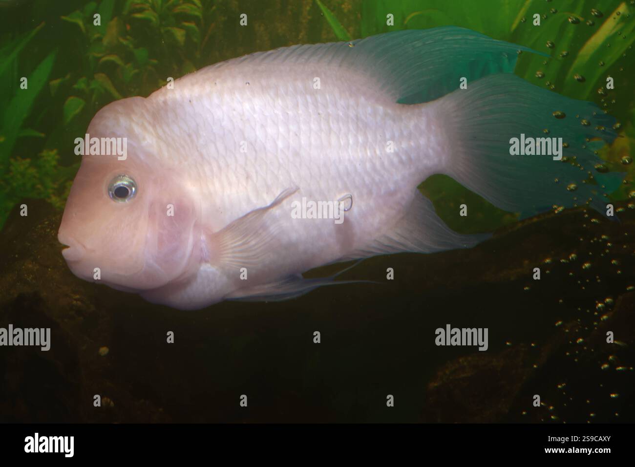 Albinotische Buntbarsche Eine albinotische Form vom Zebrabuntbarsch ...