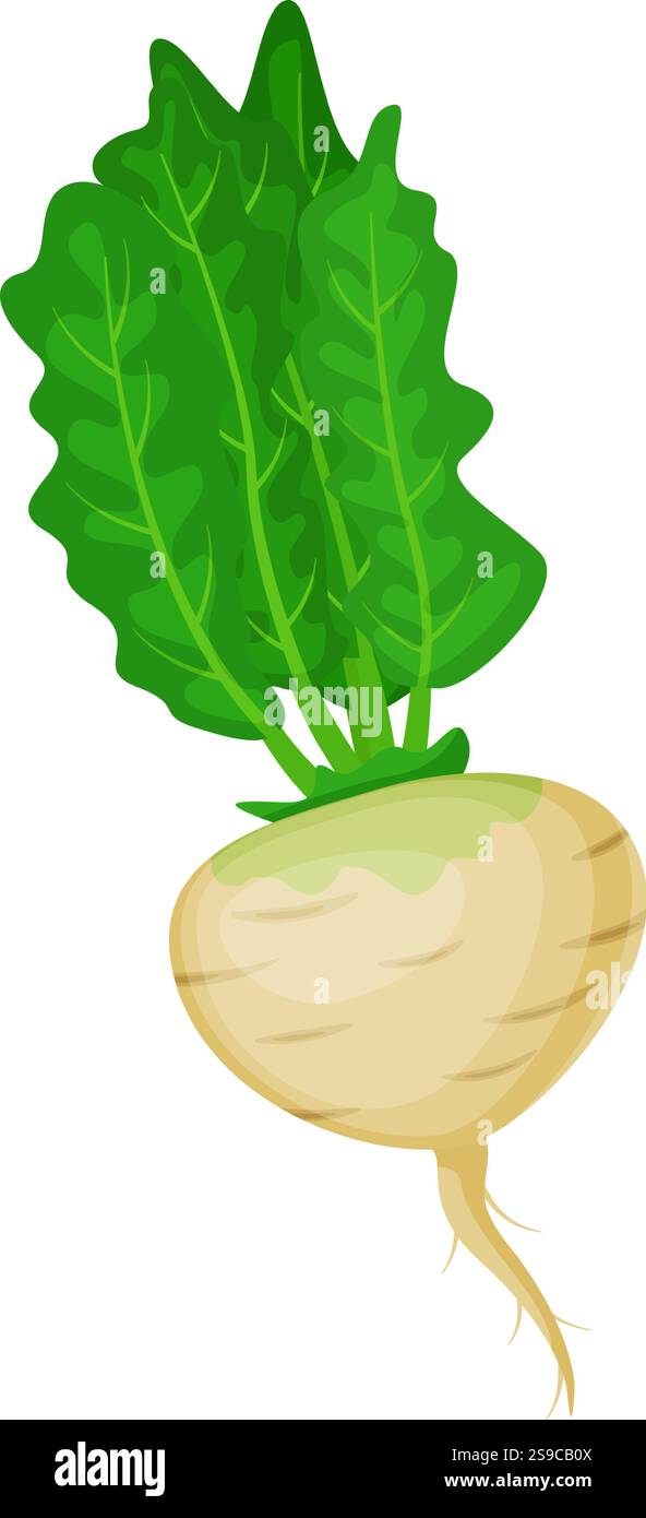 Turnip with large, vibrant green leaves thriving in nutrient rich soil ...