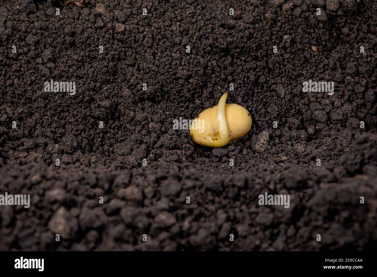 Closeup of soybean seed germination in soil of field. Agriculture ...