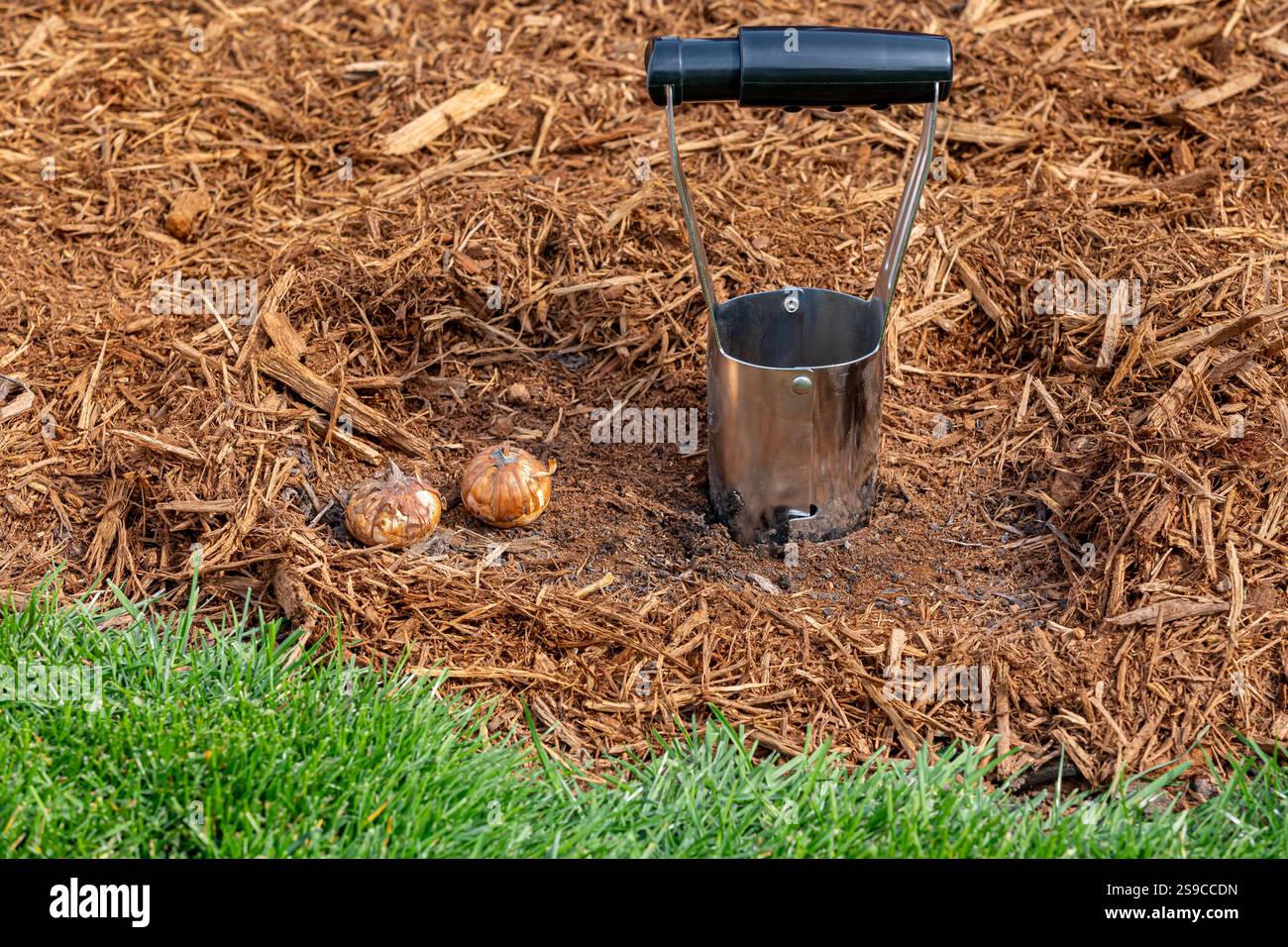 Planting flower bulbs with bulb planter in flowerbed. Wildflower garden ...