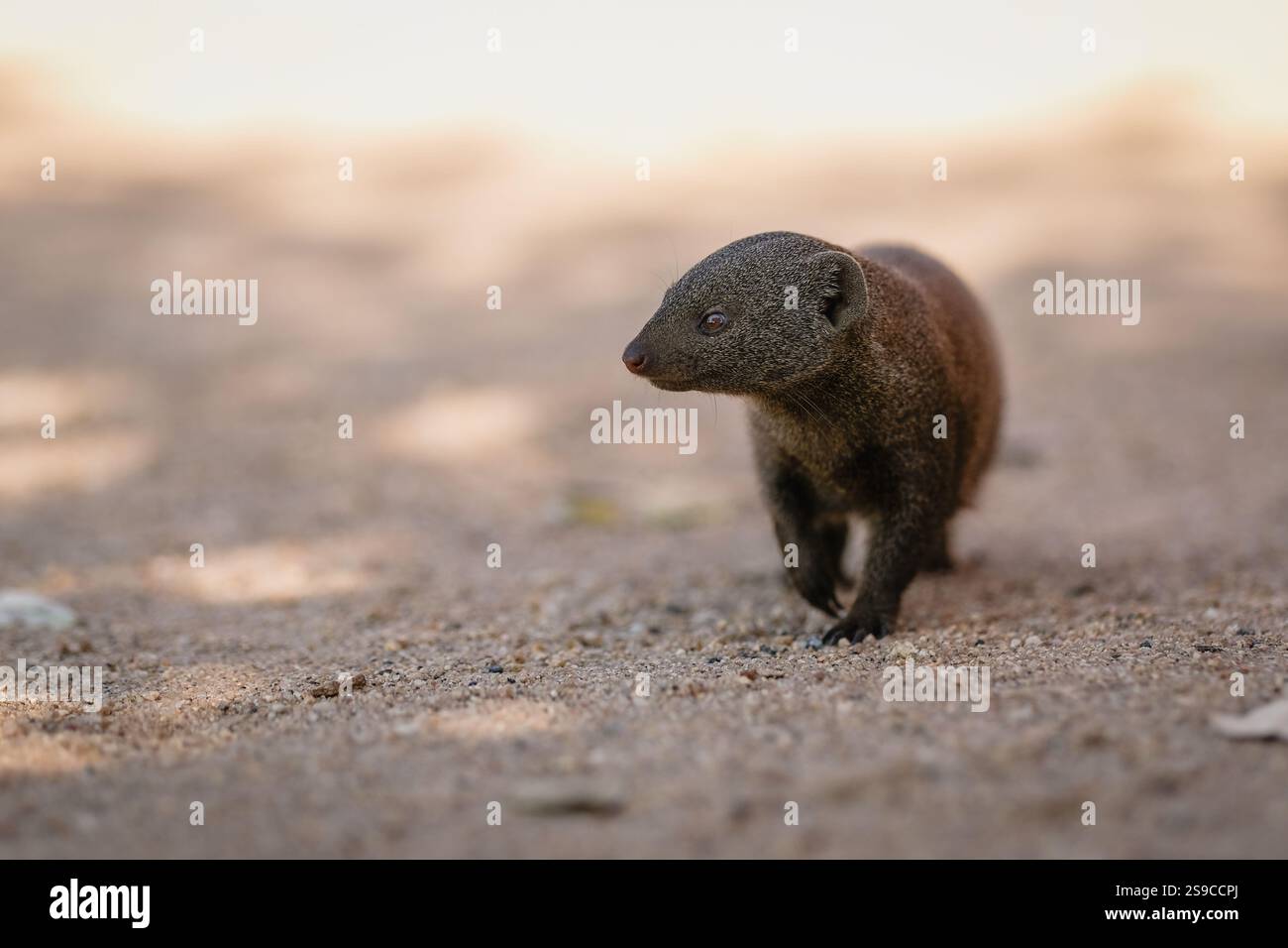 hallow depth of field photo of a brown mongoose walking closer Stock ...