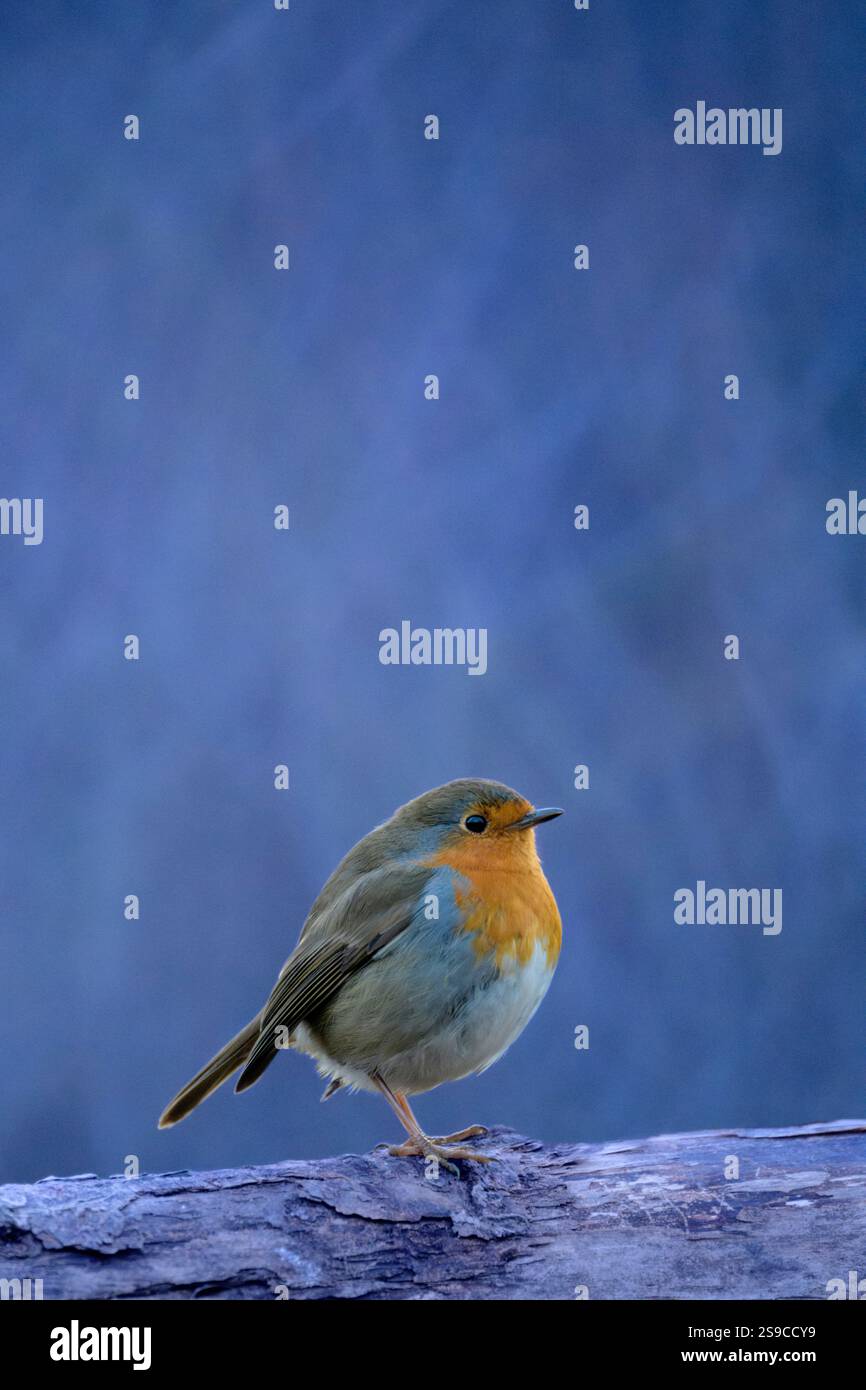 Fat robin hi-res stock photography and images - Alamy