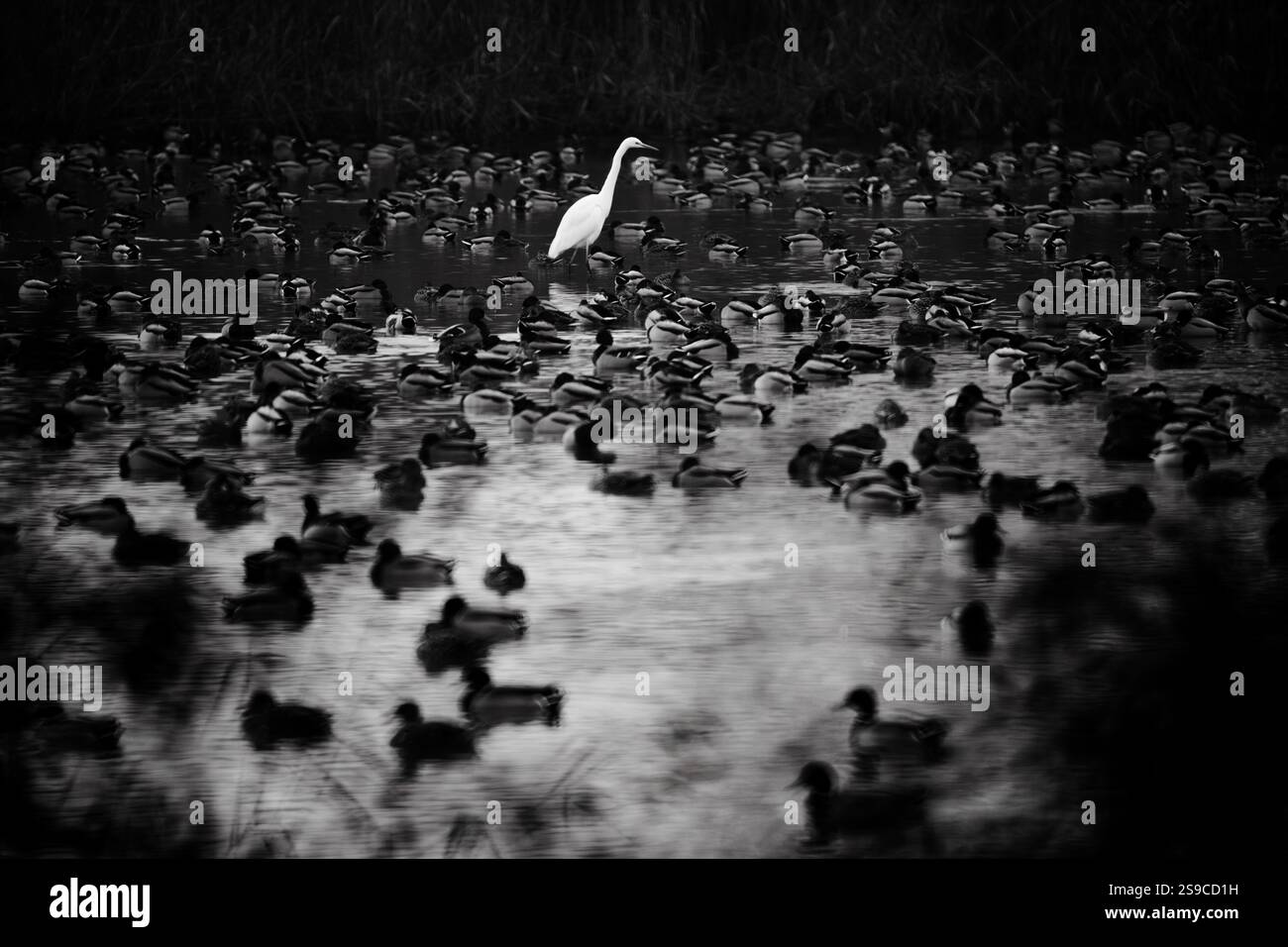 Mallards anas platyrhynchos standing hi-res stock photography and ...