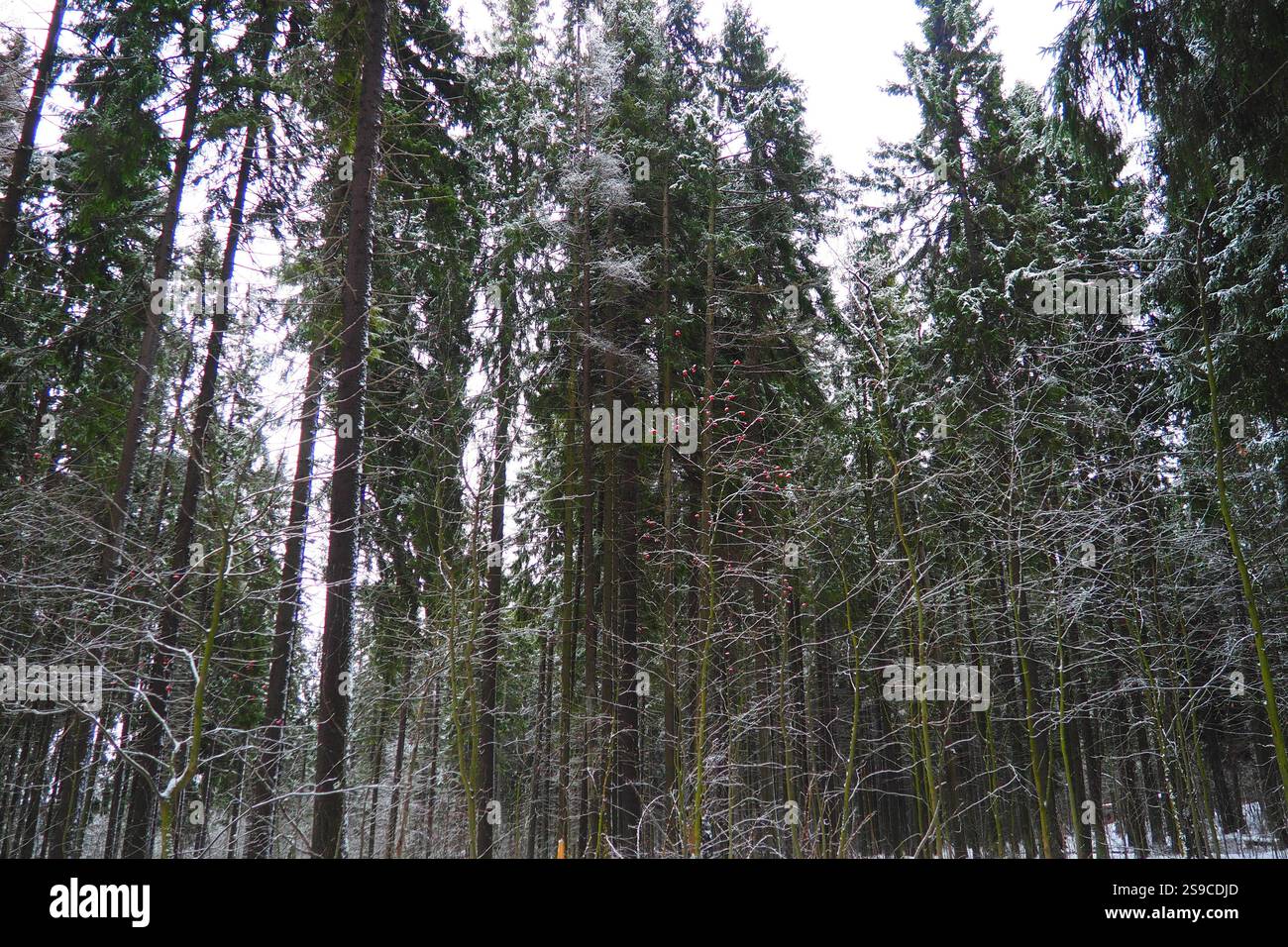 Spruce Picea is a coniferous evergreen tree of the Pine family Pinaceae ...