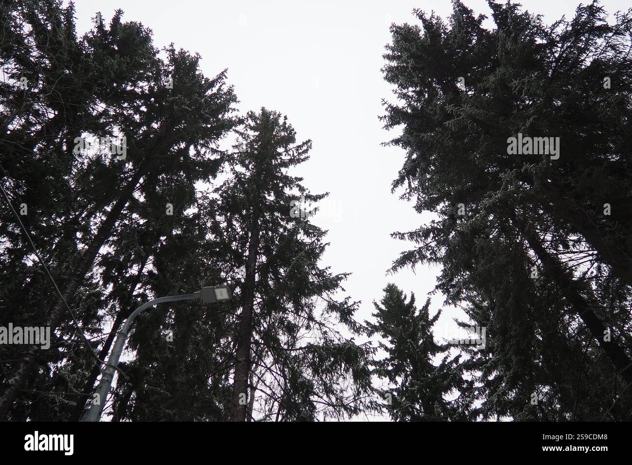 Spruce Picea is a coniferous evergreen tree of the Pine family Pinaceae ...