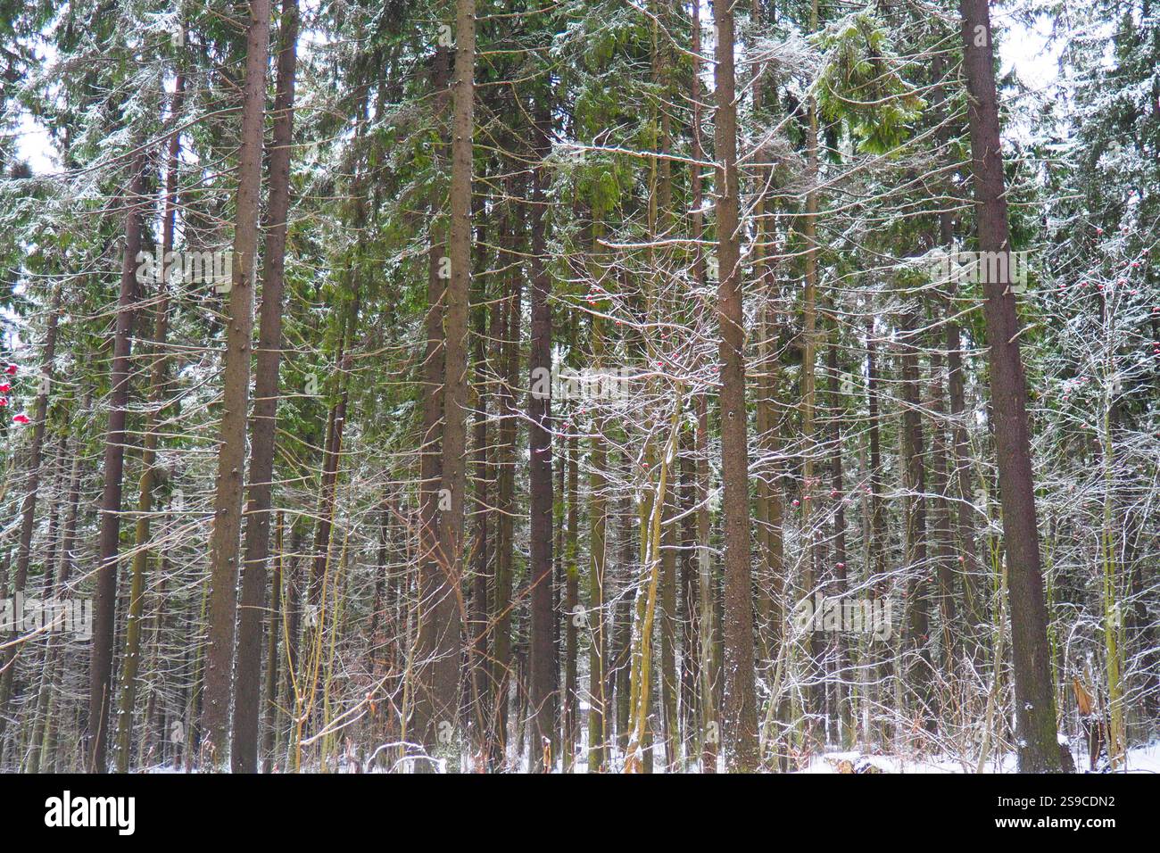 Spruce Picea is a coniferous evergreen tree of the Pine family Pinaceae. Evergreen trees. Common ...