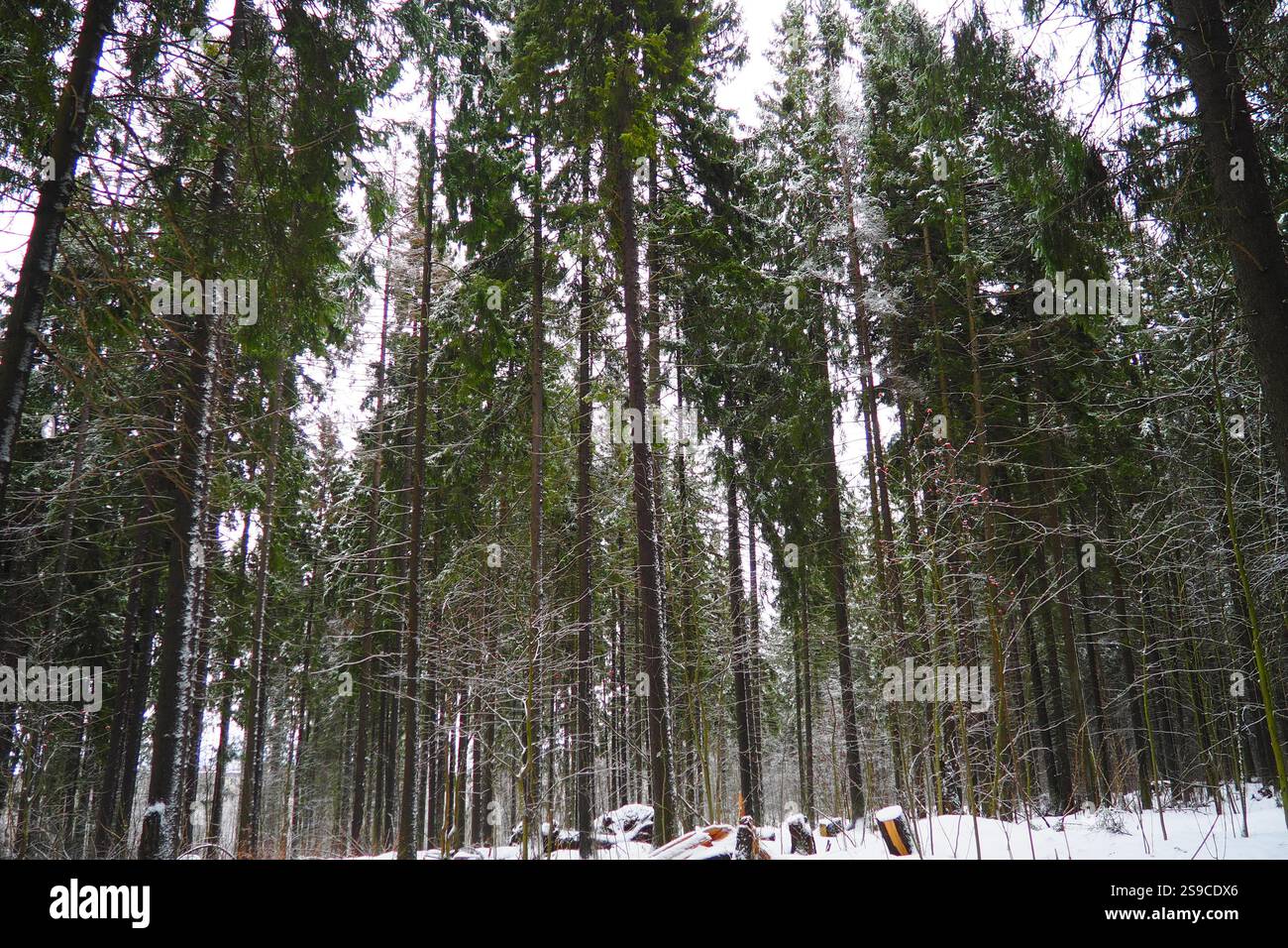 Spruce Picea is a coniferous evergreen tree of the Pine family Pinaceae. Evergreen trees. Common ...
