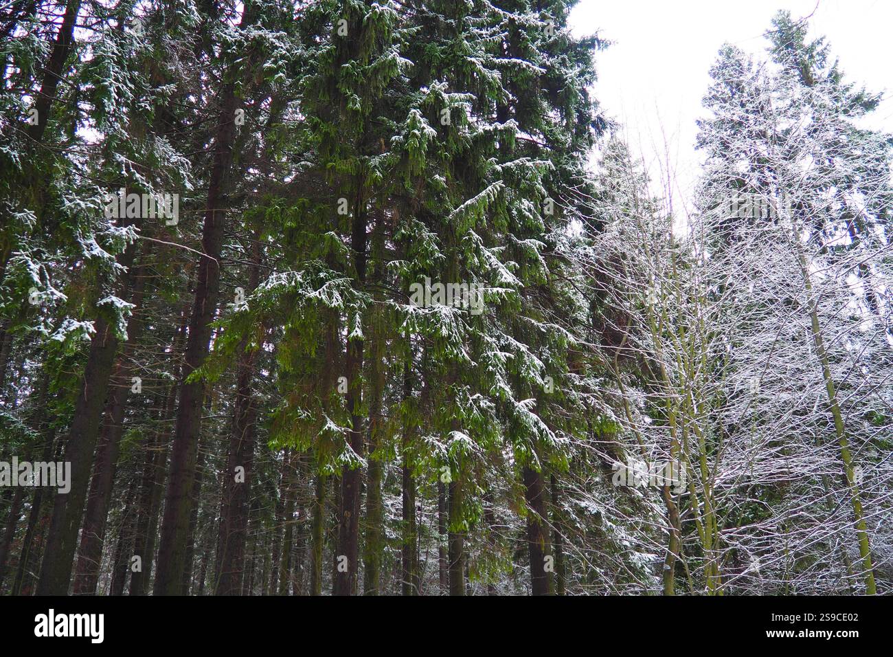 Spruce Picea is a coniferous evergreen tree of the Pine family Pinaceae. Evergreen trees. Common ...