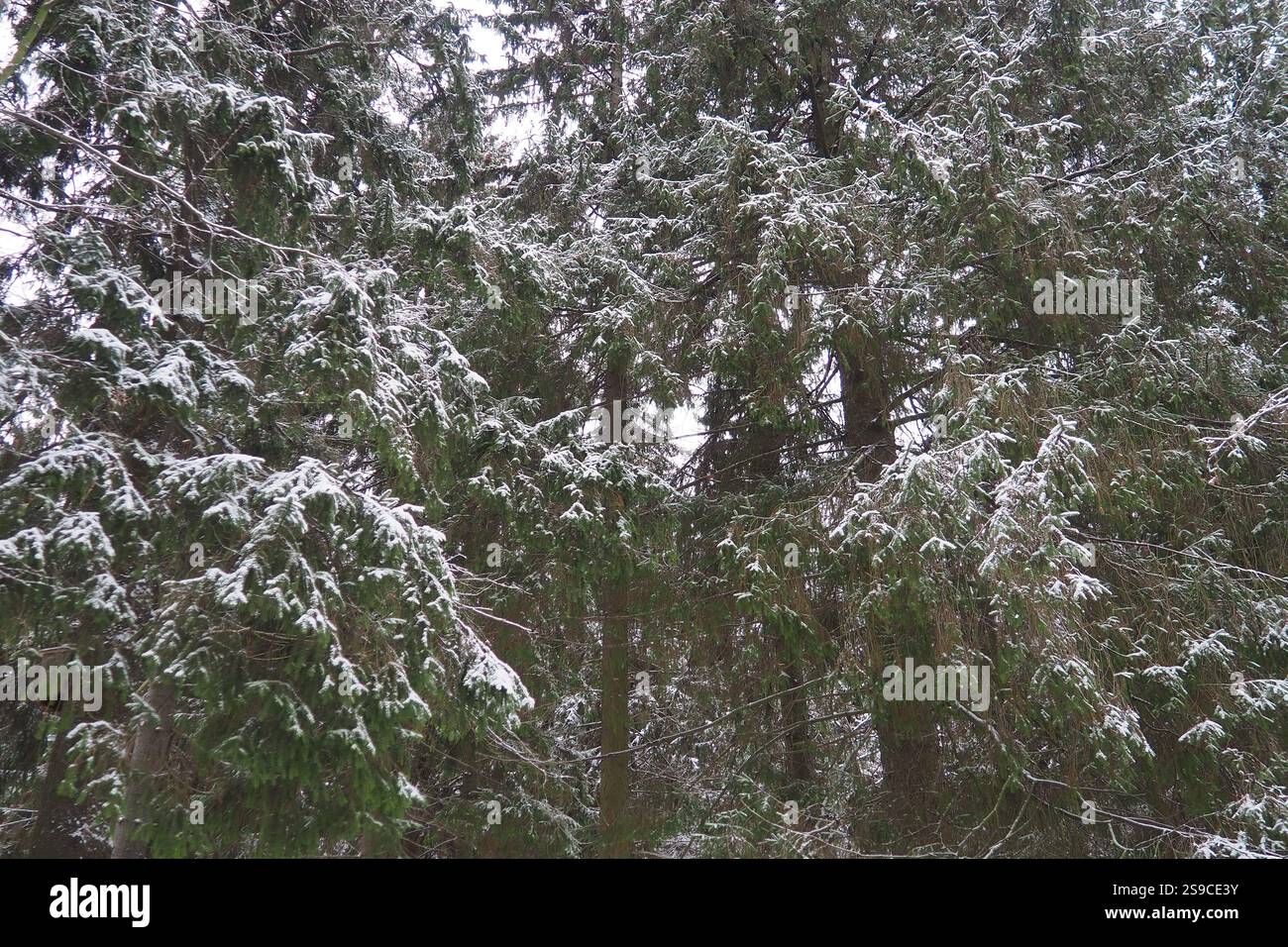 Spruce Picea is a coniferous evergreen tree of the Pine family Pinaceae ...