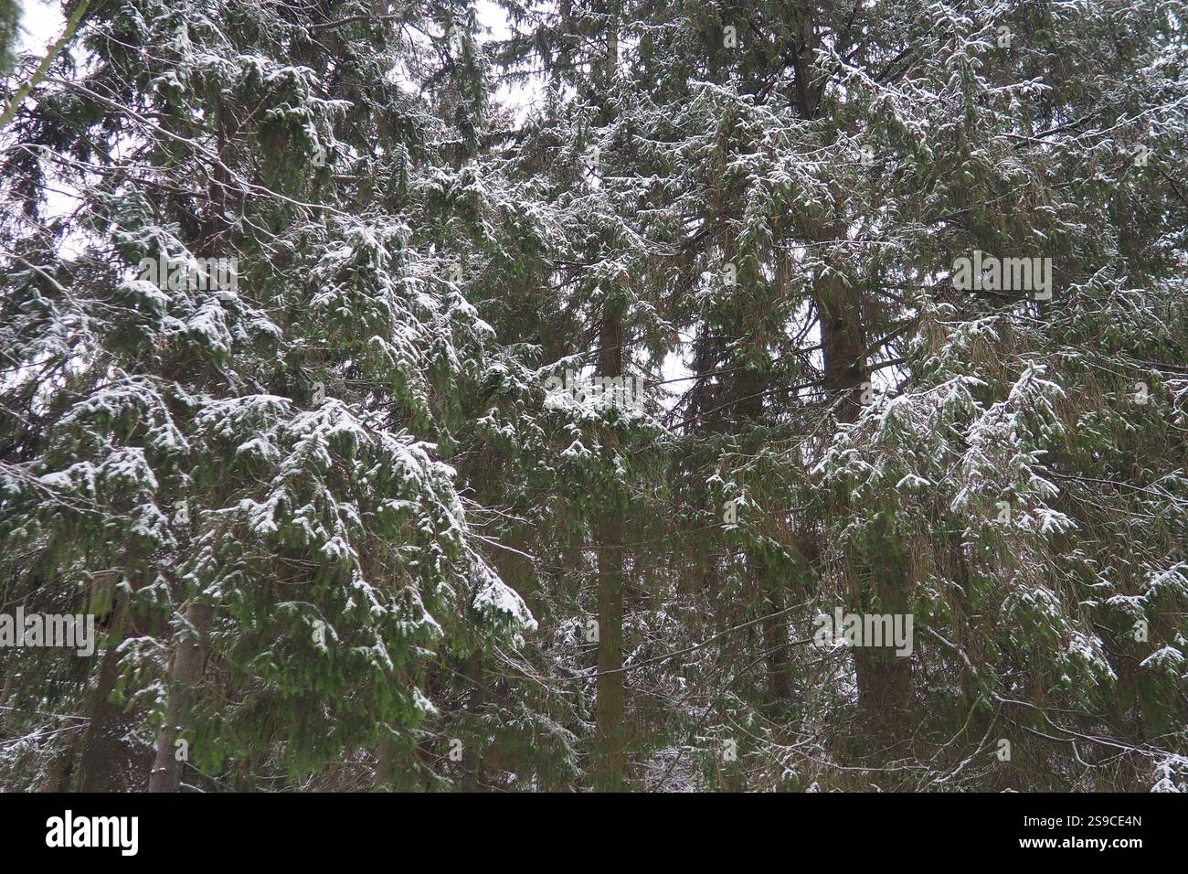 Spruce Picea is a coniferous evergreen tree of the Pine family Pinaceae ...