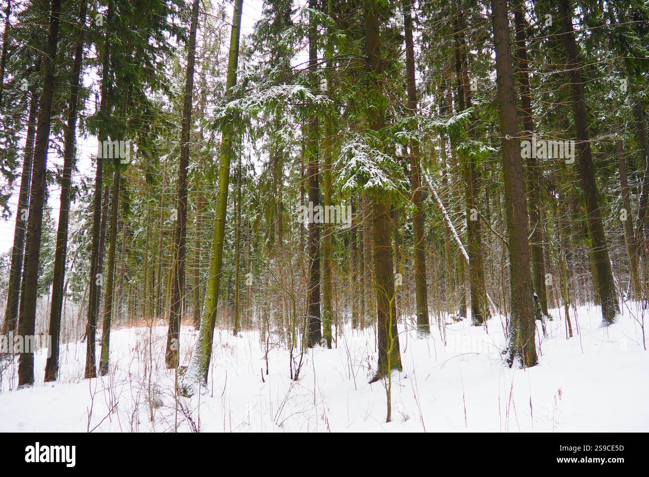 Spruce Picea is a coniferous evergreen tree of the Pine family Pinaceae. Evergreen trees. Common ...