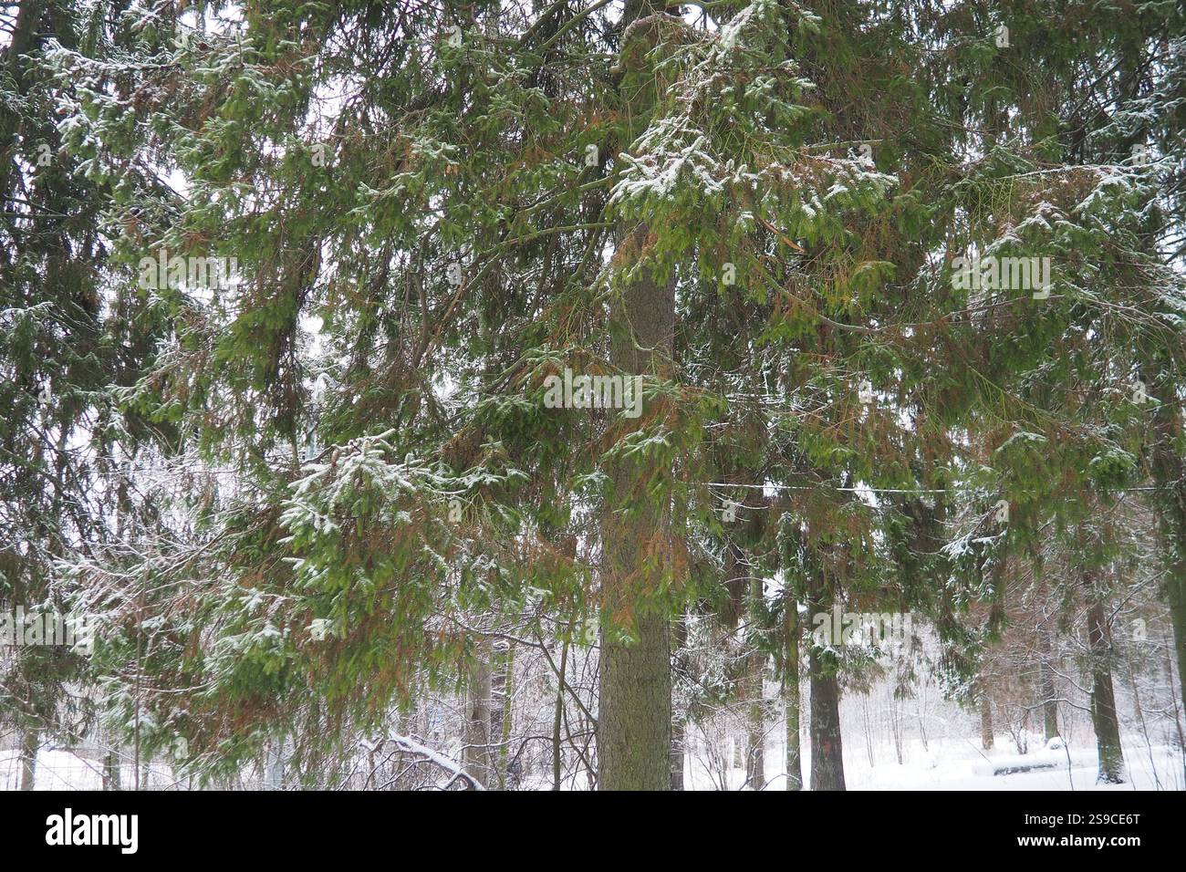 Spruce Picea is a coniferous evergreen tree of the Pine family Pinaceae ...