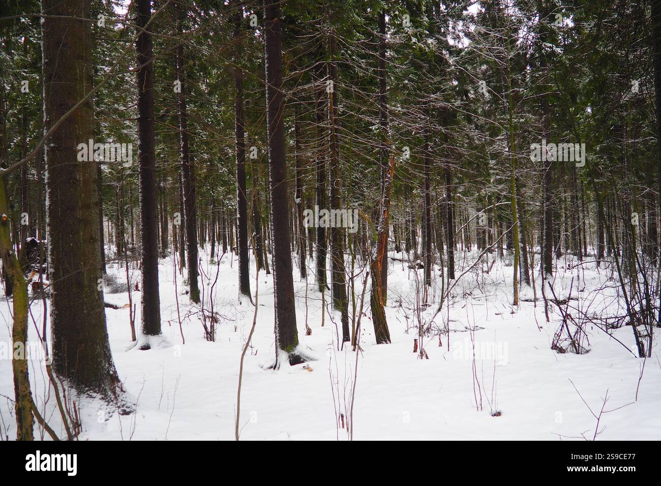 Spruce Picea is a coniferous evergreen tree of the Pine family Pinaceae ...