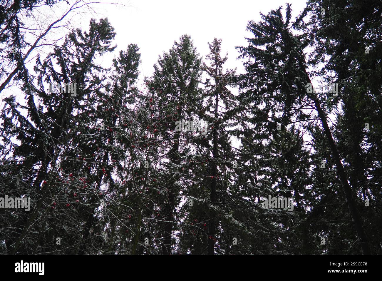 Spruce Picea is a coniferous evergreen tree of the Pine family Pinaceae ...