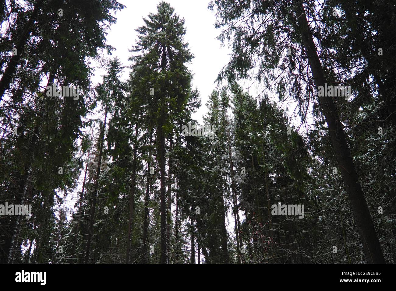 Spruce Picea is a coniferous evergreen tree of the Pine family Pinaceae ...