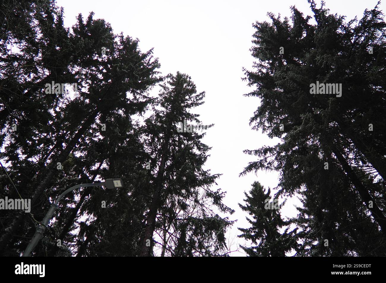 Spruce Picea is a coniferous evergreen tree of the Pine family Pinaceae. Evergreen trees. Common ...