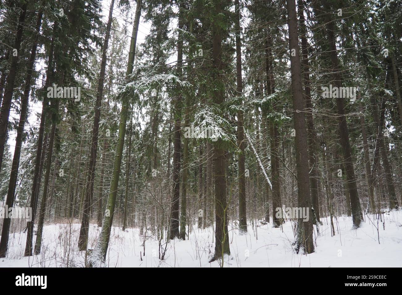 Spruce Picea is a coniferous evergreen tree of the Pine family Pinaceae. Evergreen trees. Common ...