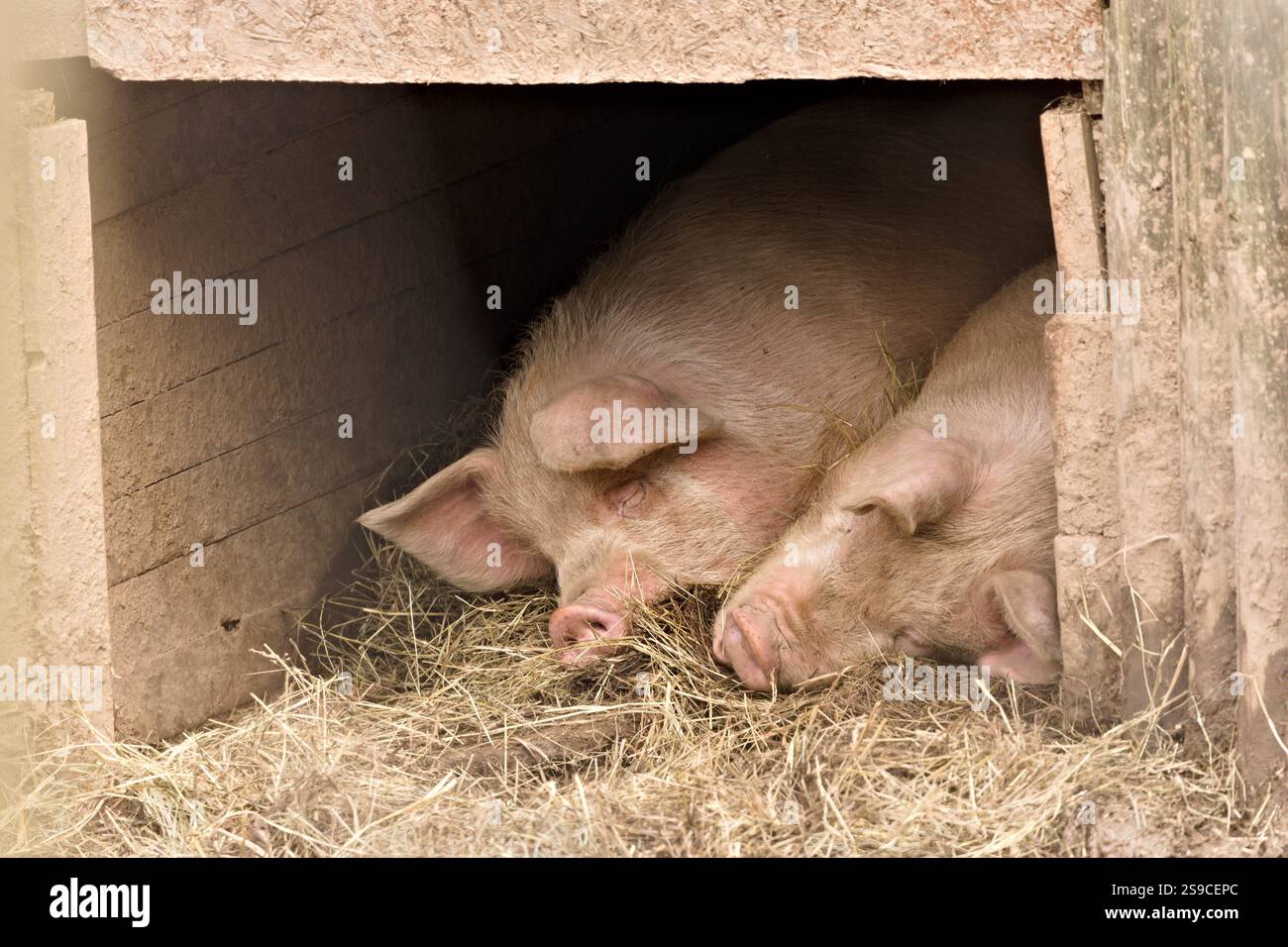 Lazy sleeping domestic pigs aka Sus domesticus in the pigsty. Small ...