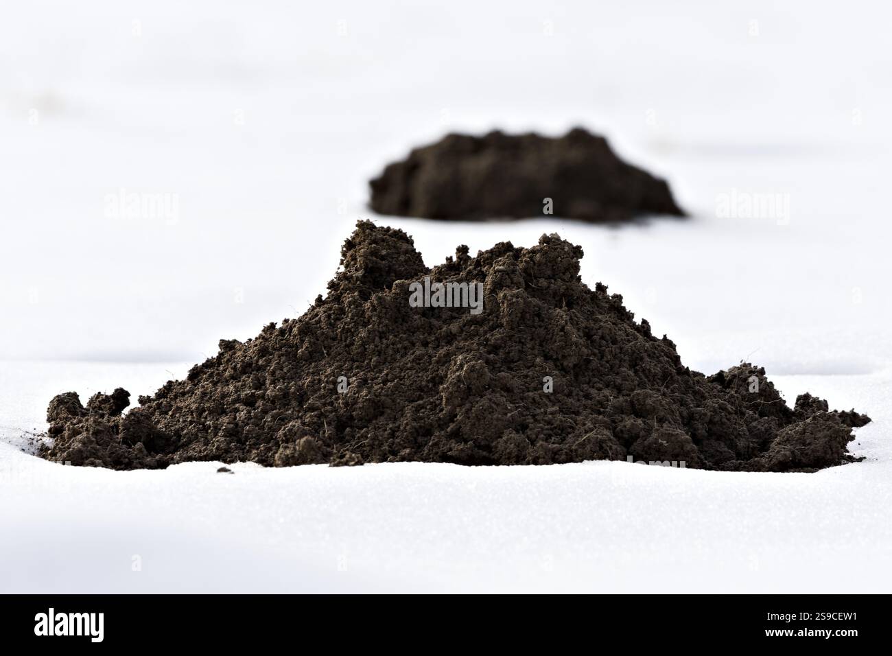Molehills on the field in snow, european mole talpa europaea, vermin ...