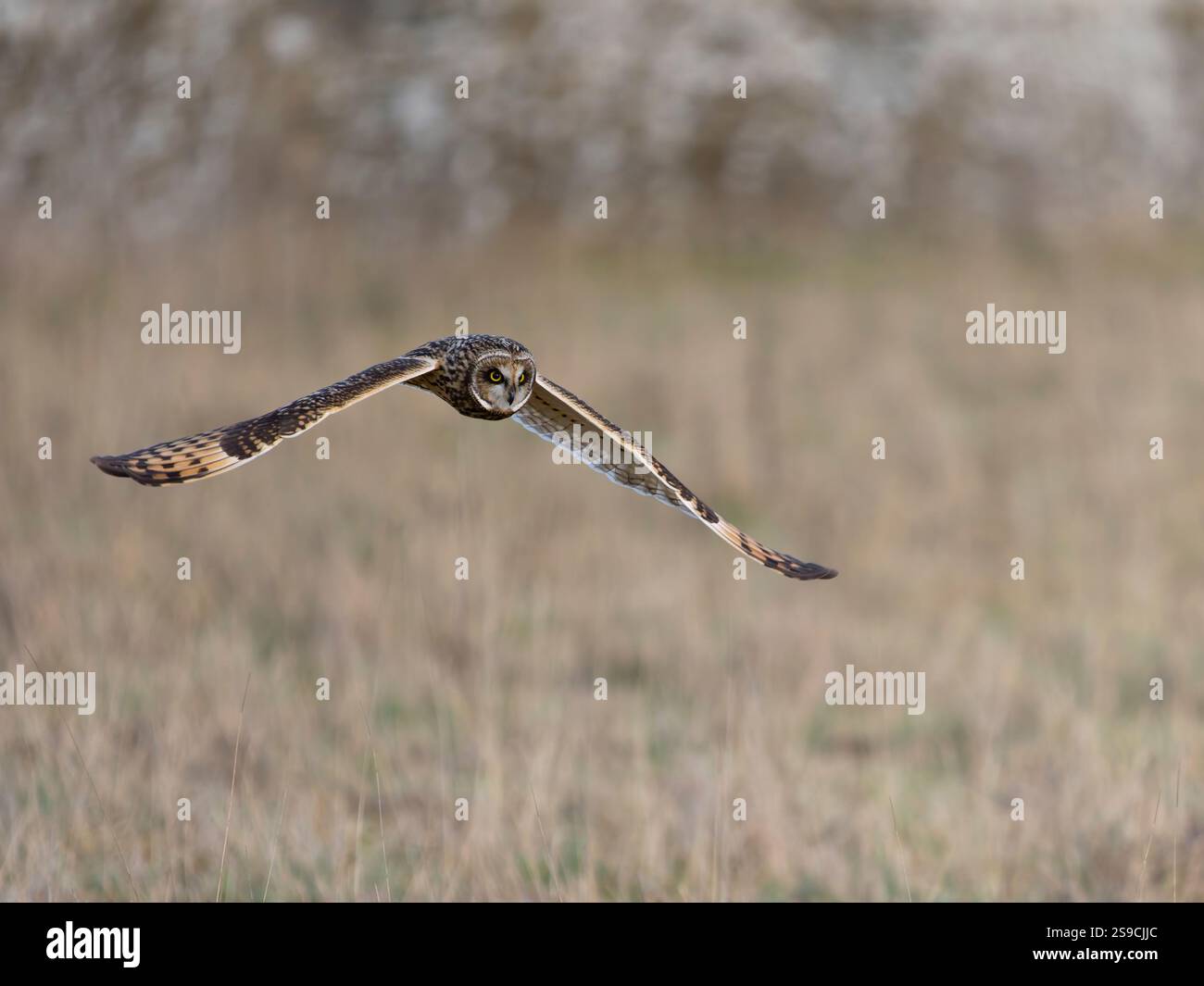 Short-eared owl, Asio flammeus, single bird in flight, Gloucestershire, January 2025 Stock Photo ...
