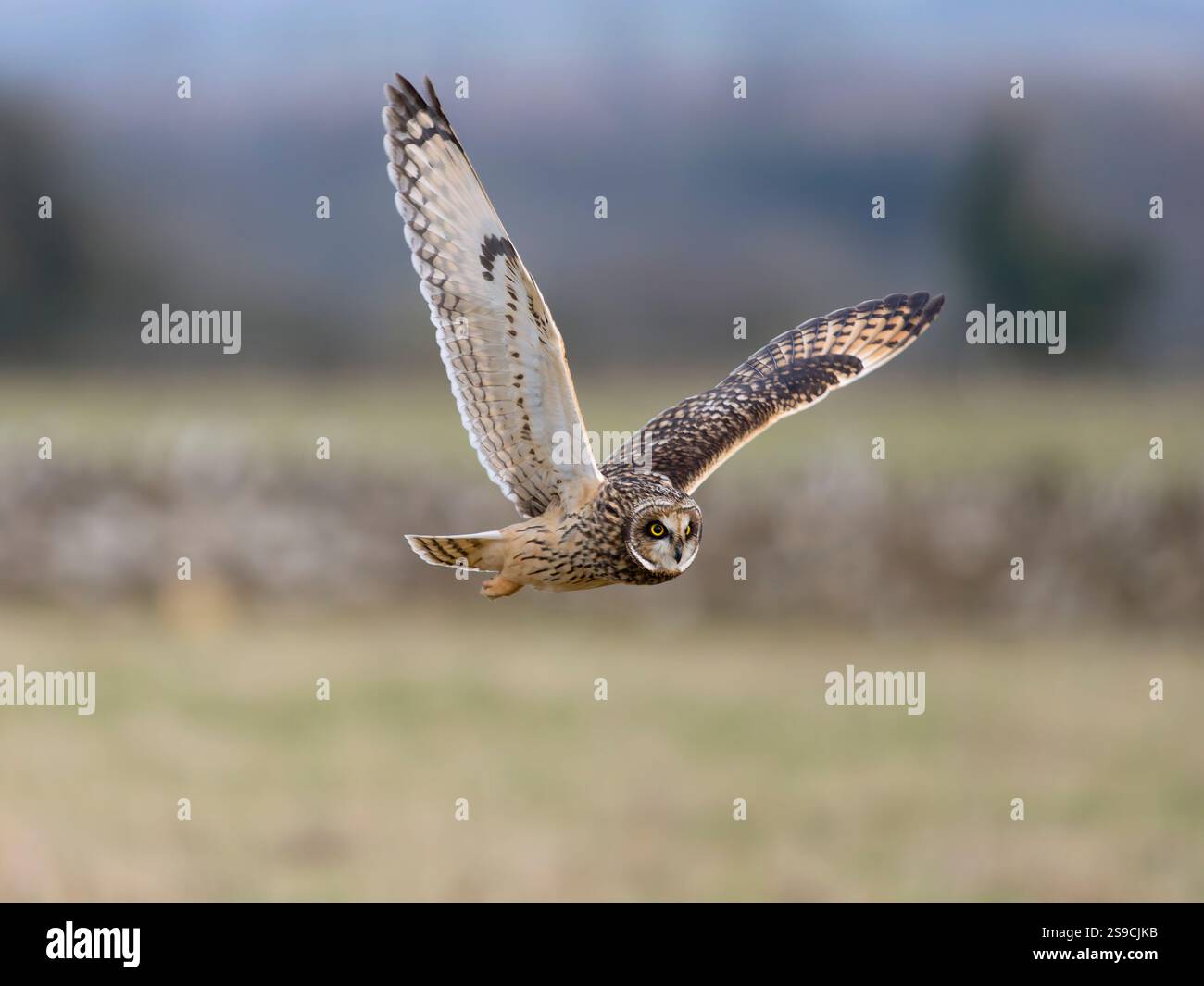 Short-eared owl, Asio flammeus, single bird in flight, Gloucestershire ...