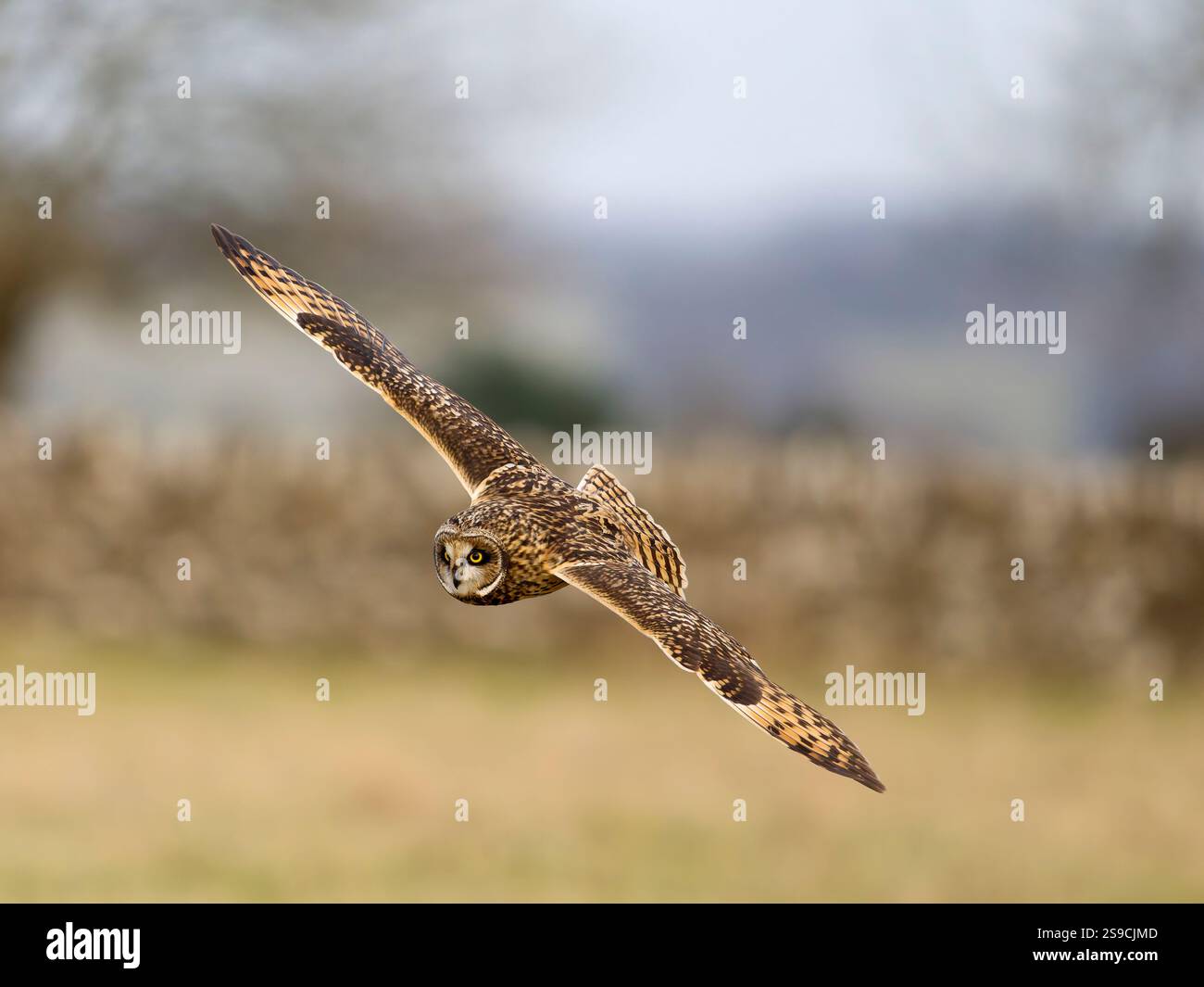 Short-eared owl, Asio flammeus, single bird in flight, Gloucestershire, January 2025 Stock Photo ...