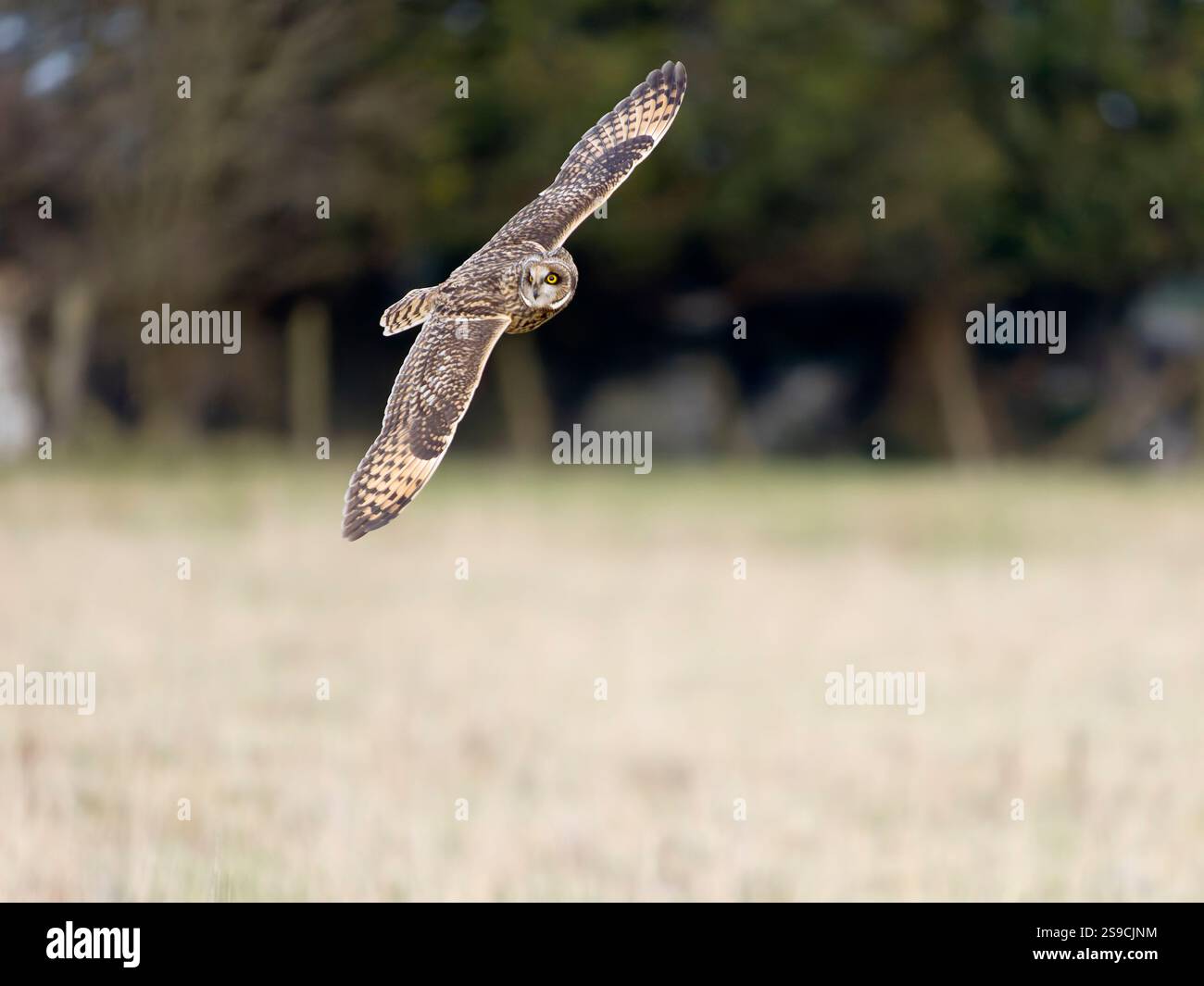 Short-eared owl, Asio flammeus, single bird in flight, Gloucestershire, January 2025 Stock Photo ...