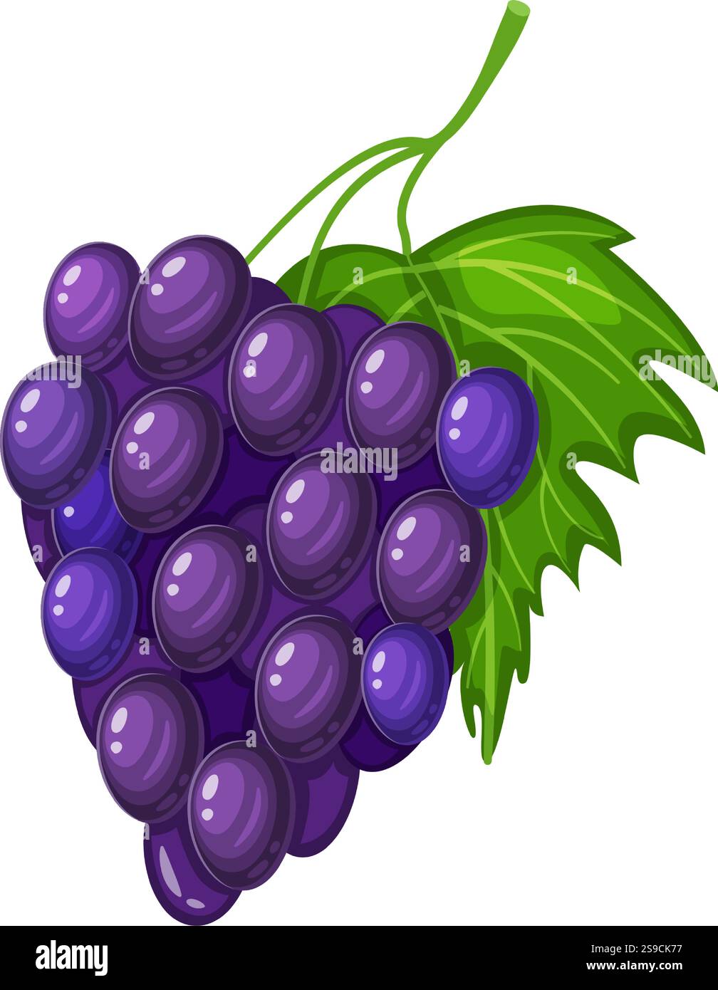 Vivid illustration of a cluster of purple grapes attached to a green ...