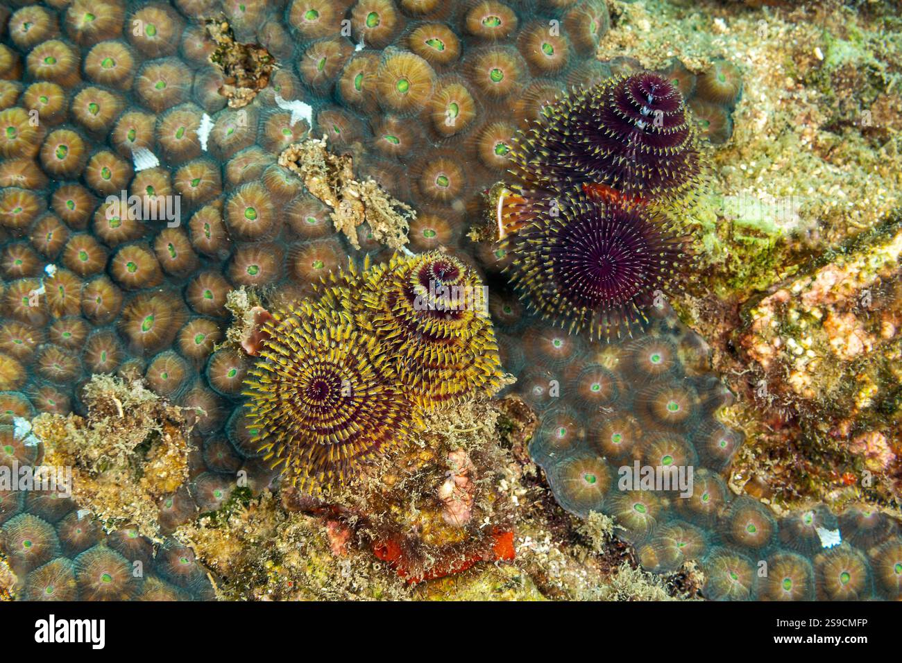 Submarine Tree Worms at La Blanca Island, Veracruz Reef System, Mexico ...