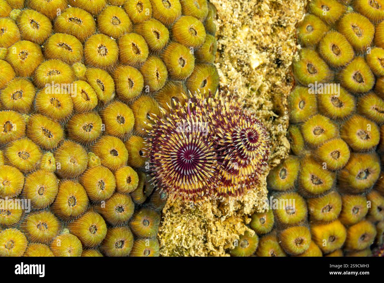 Submarine Tree Worms at La Blanca Island, Veracruz Reef System, Mexico ...