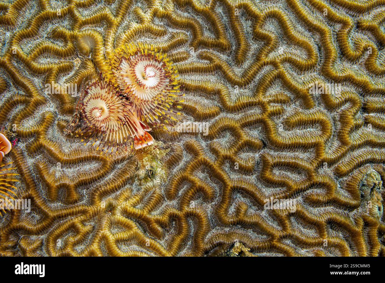 Submarine Tree Worms at La Blanca Island, Veracruz Reef System, Mexico ...